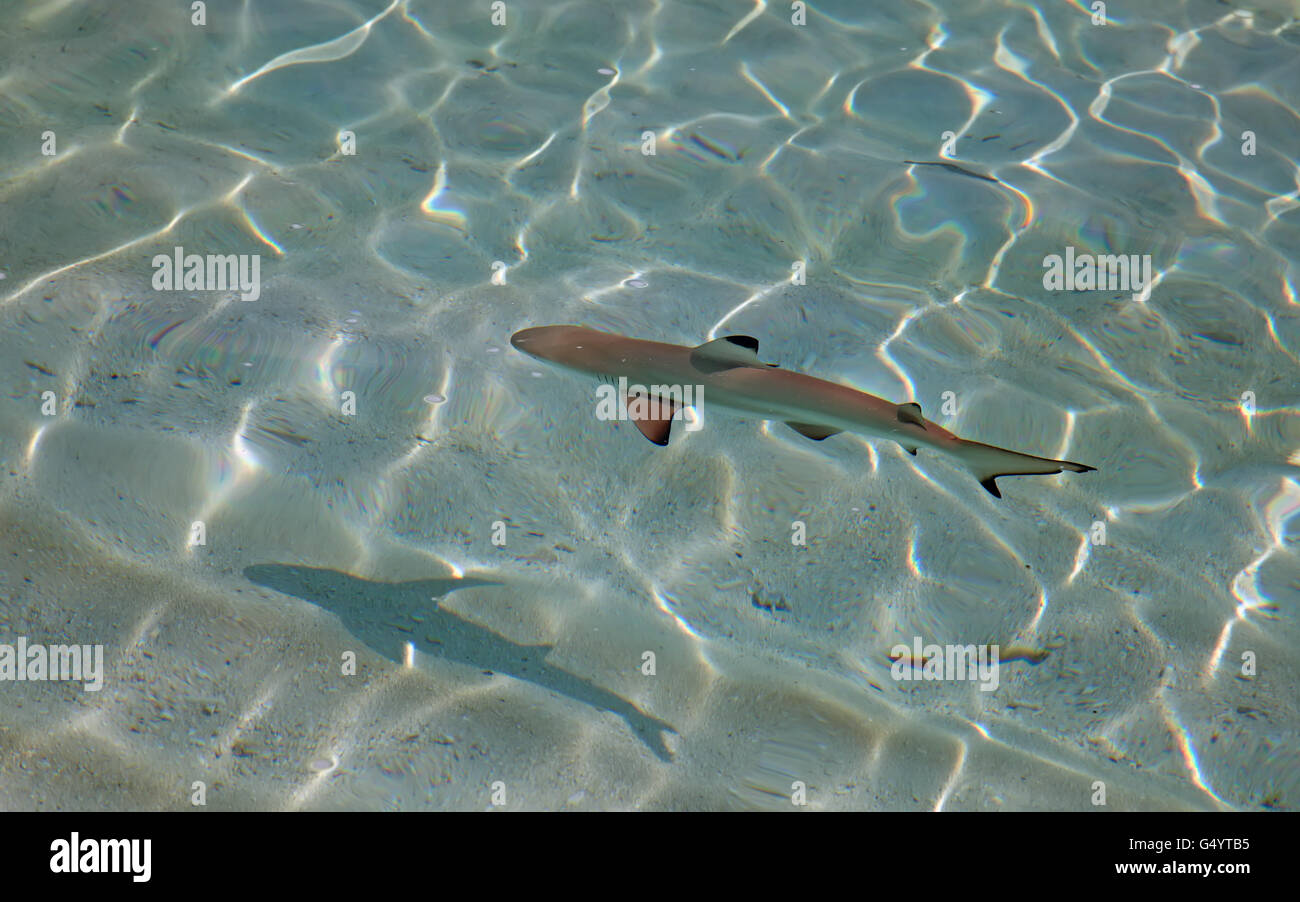 Blacktip reef shark (Carcharhinus melanopterus) in the shallow water ...