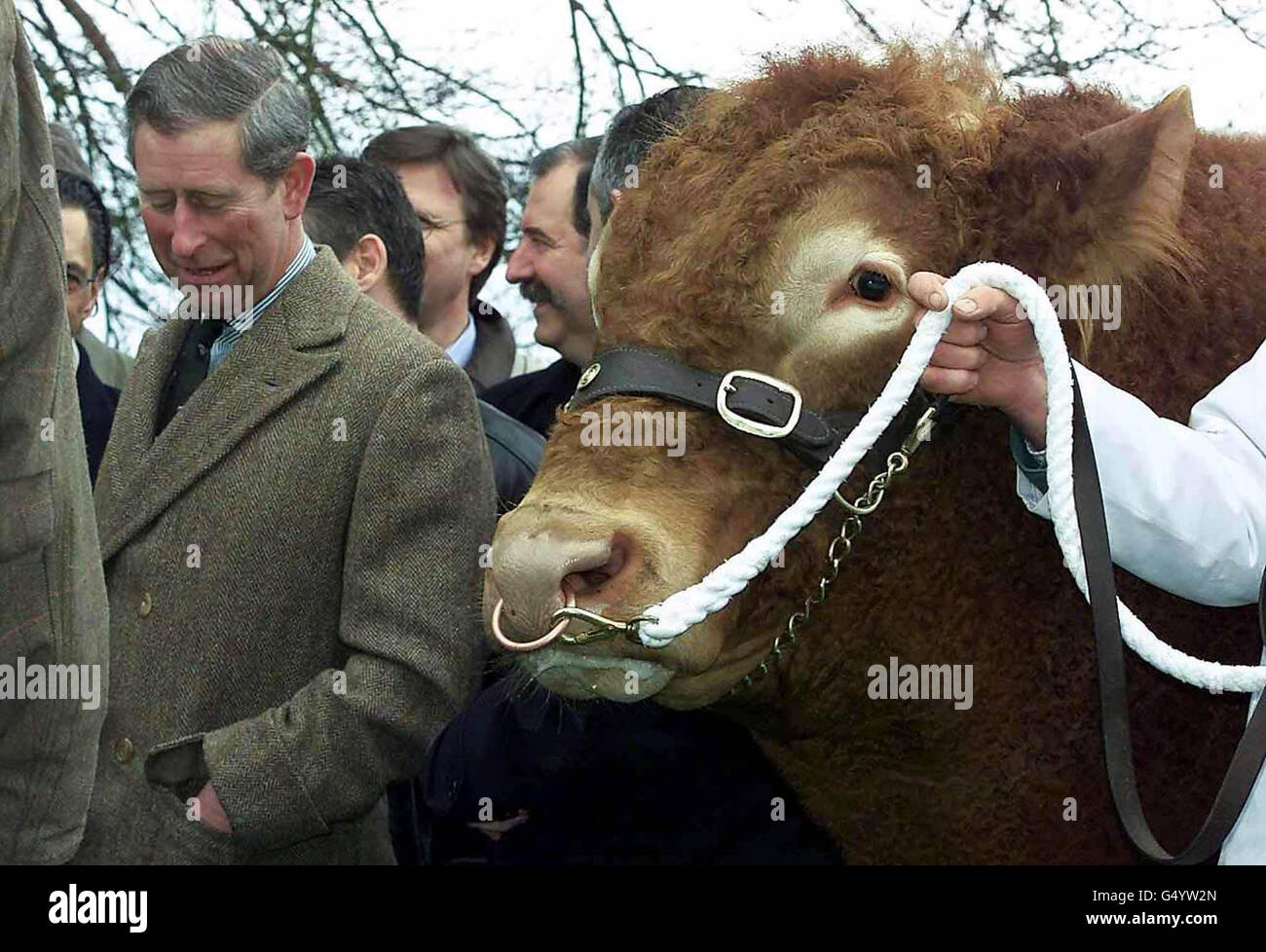 The Prince of Wales is shown a South Devon, a specialist breed of ...