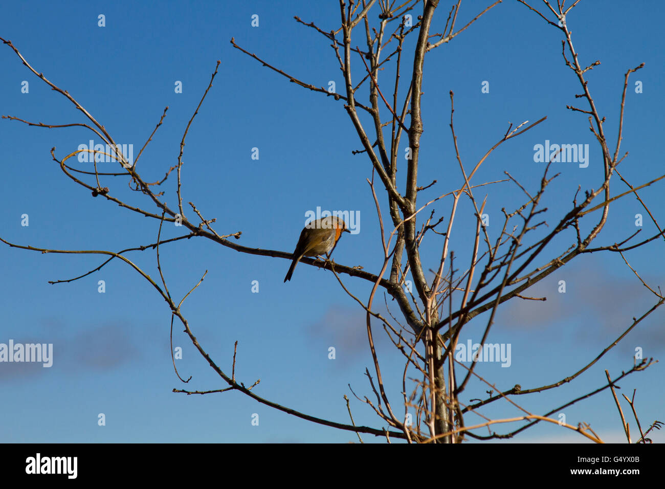 Robin in tree in spring Stock Photo - Alamy