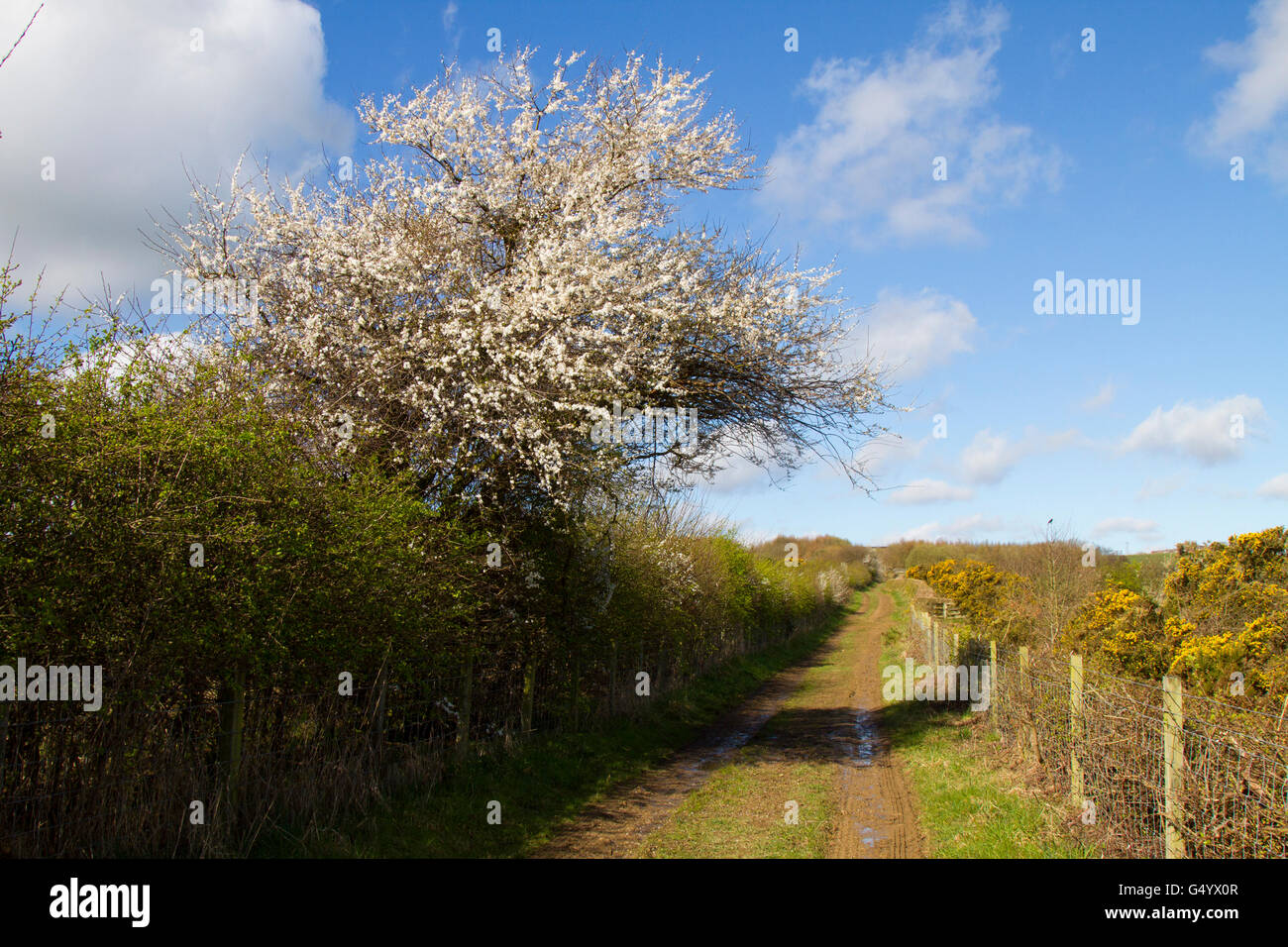 English country lane in spring hi-res stock photography and images - Alamy