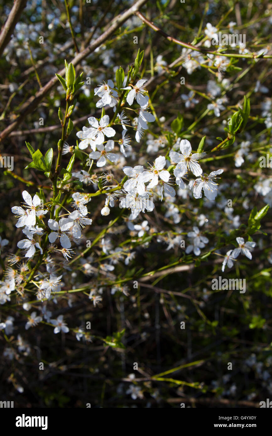 Hawthorn blossom in spring Stock Photo - Alamy