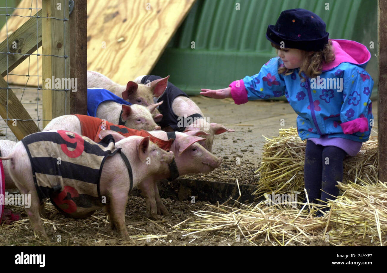 Pig racing hi-res stock photography and images - Alamy
