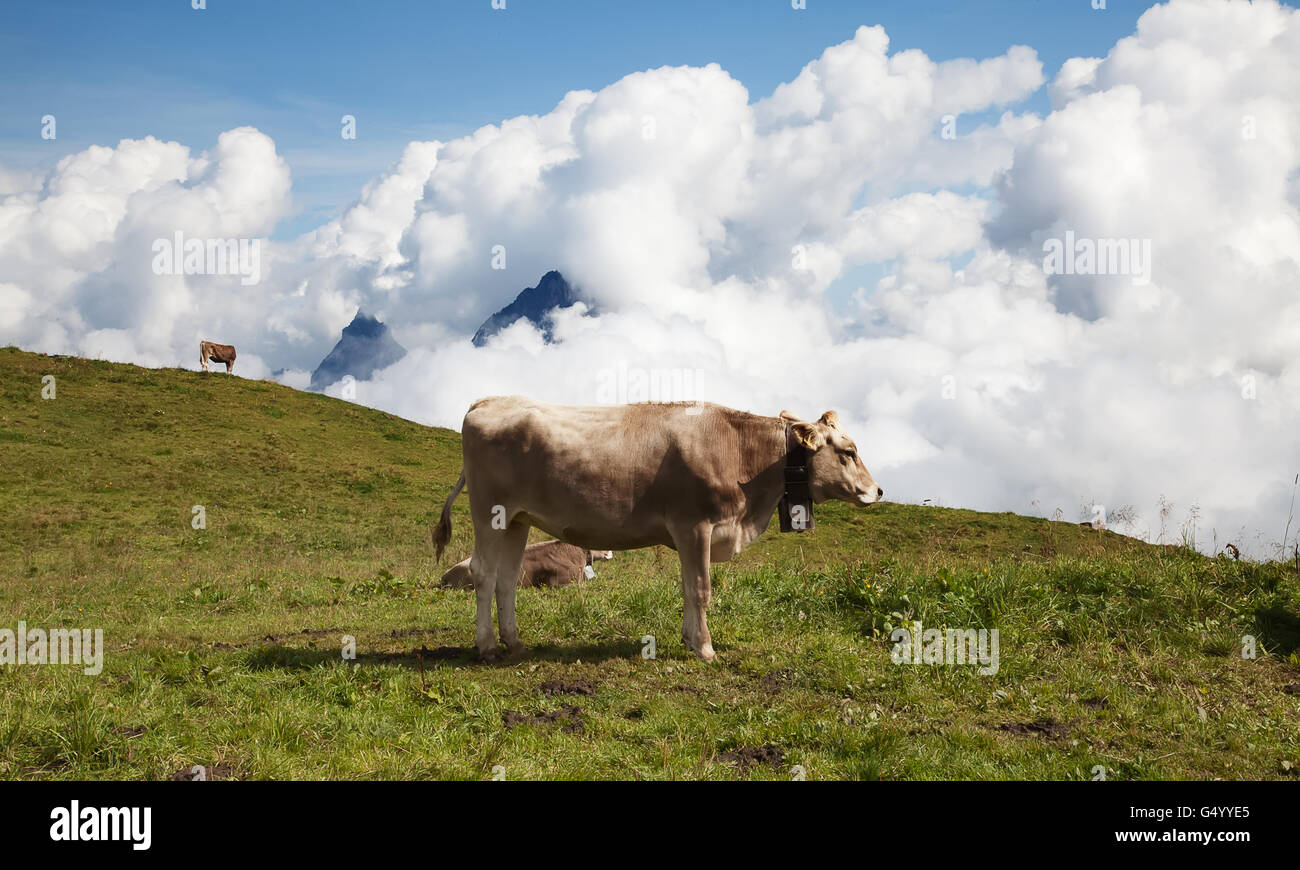 Swiss cow in the alps Stock Photo - Alamy