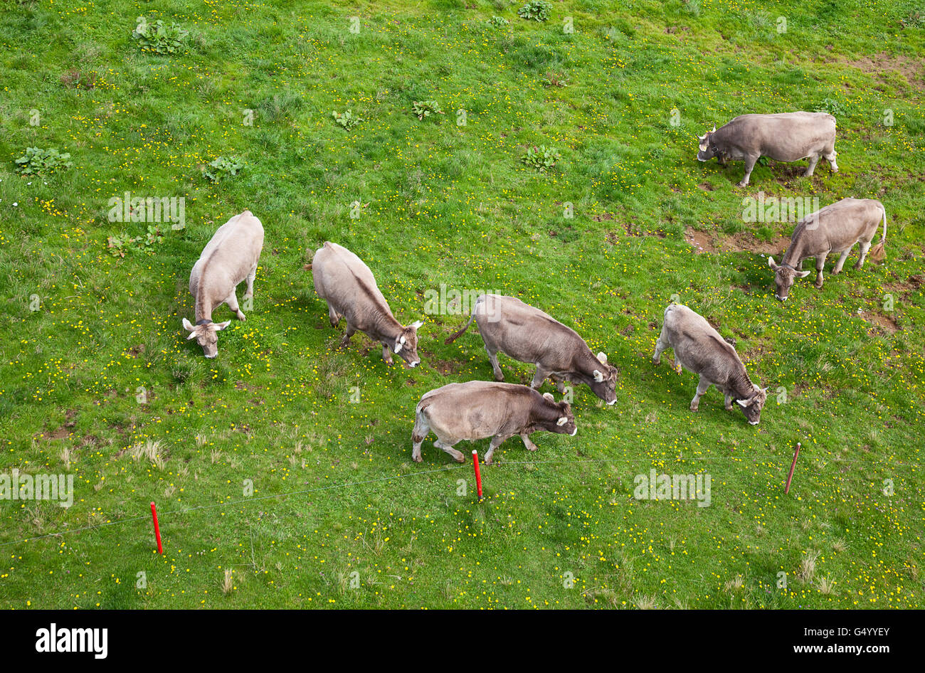 Swiss cow in the alps Stock Photo - Alamy