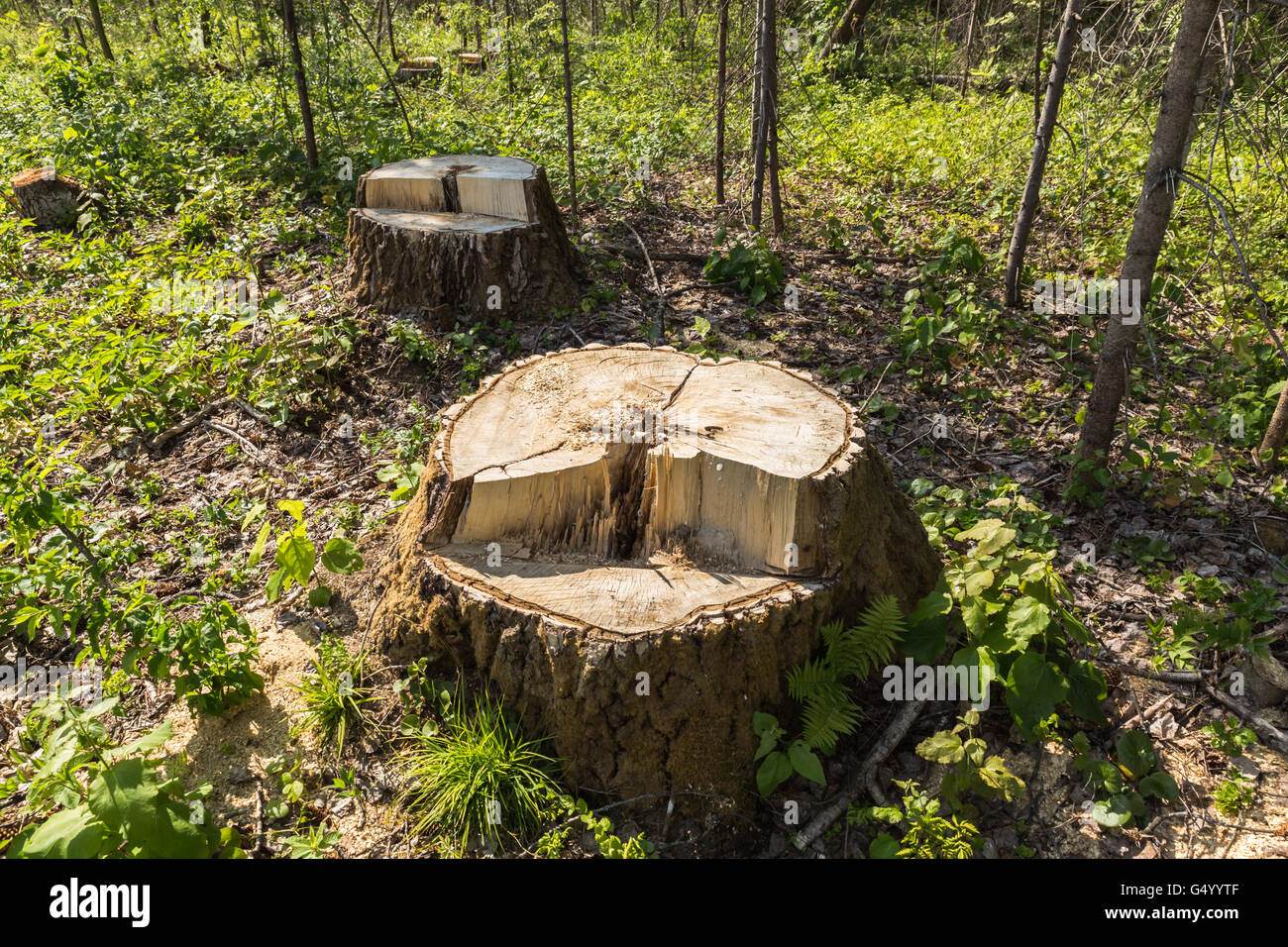 birch tree stump in the forest Stock Photo - Alamy