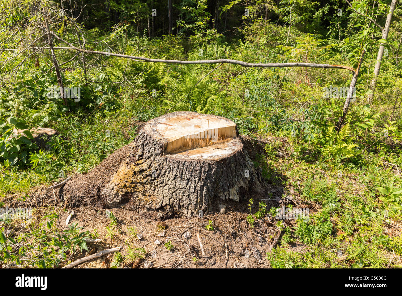 tree stump in the forest Stock Photo - Alamy