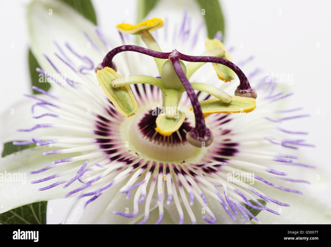Passiflora white wedding hi-res stock photography and images - Alamy