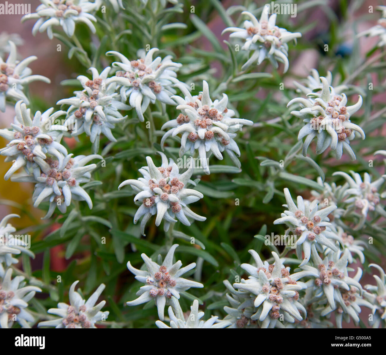 Famous flower Edelweiss (Leontopodium alpinum), symbol of alps Stock ...