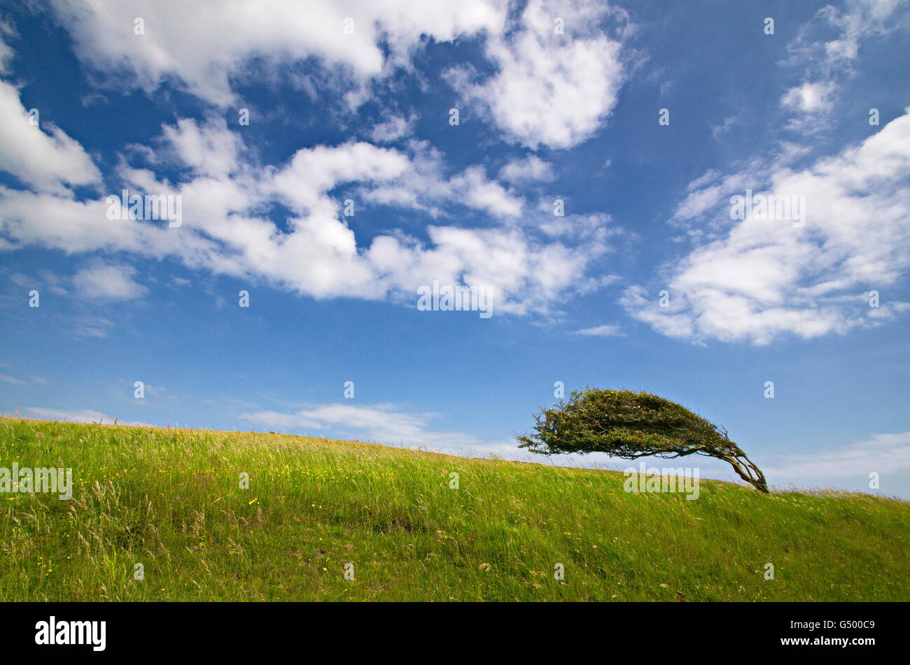 profile of a windswept tree and long green grass against an azure sky ...