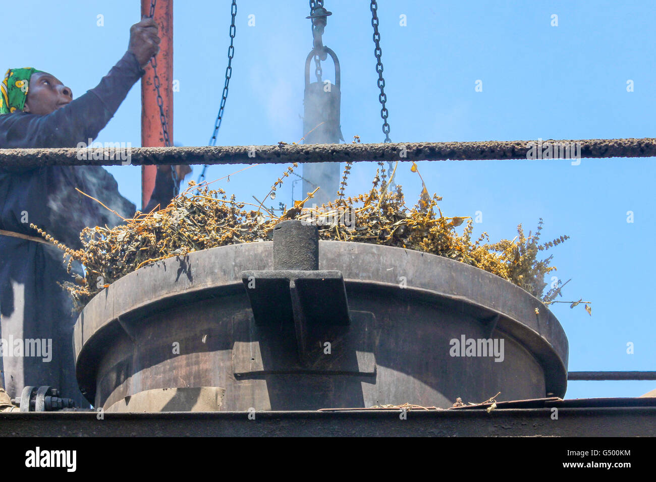 Cloves zanzibar hi-res stock photography and images - Alamy