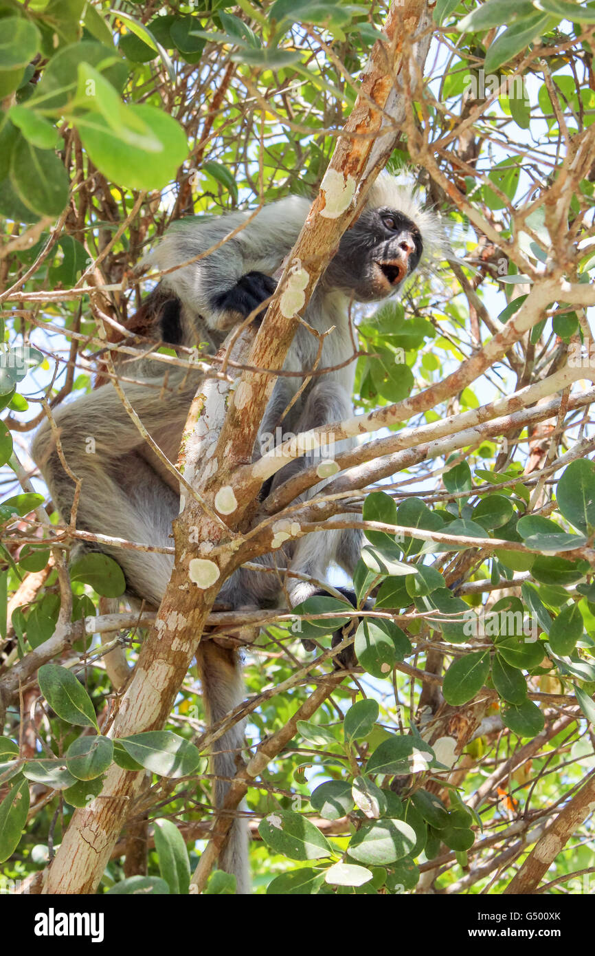 Zanzibar central south hi-res stock photography and images - Alamy