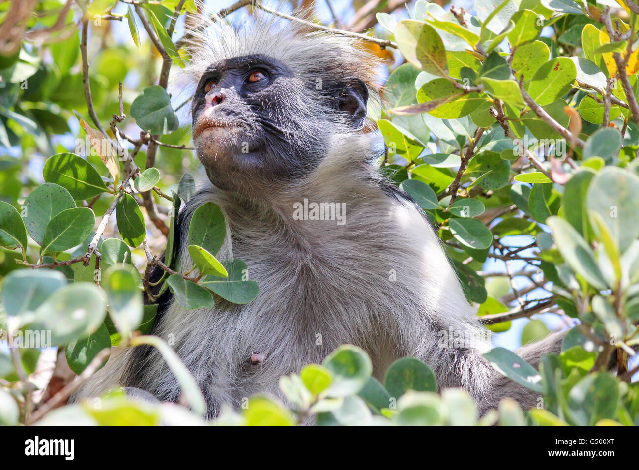 Zanzibar central south hi-res stock photography and images - Alamy