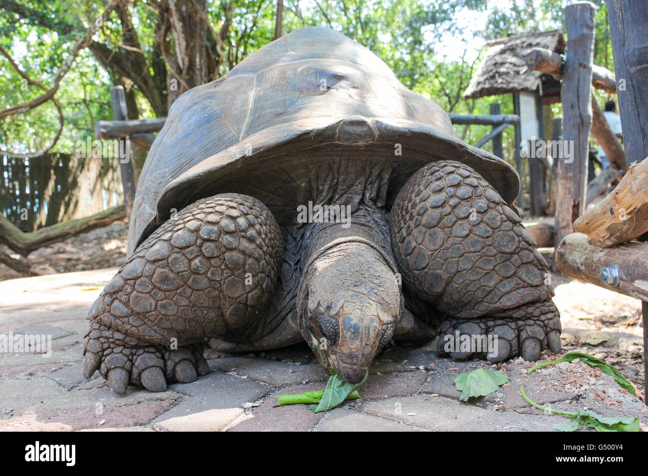 Tanzania, Zanzibar, Zanzibar City, Prison Island, Giant Turtles Stock ...