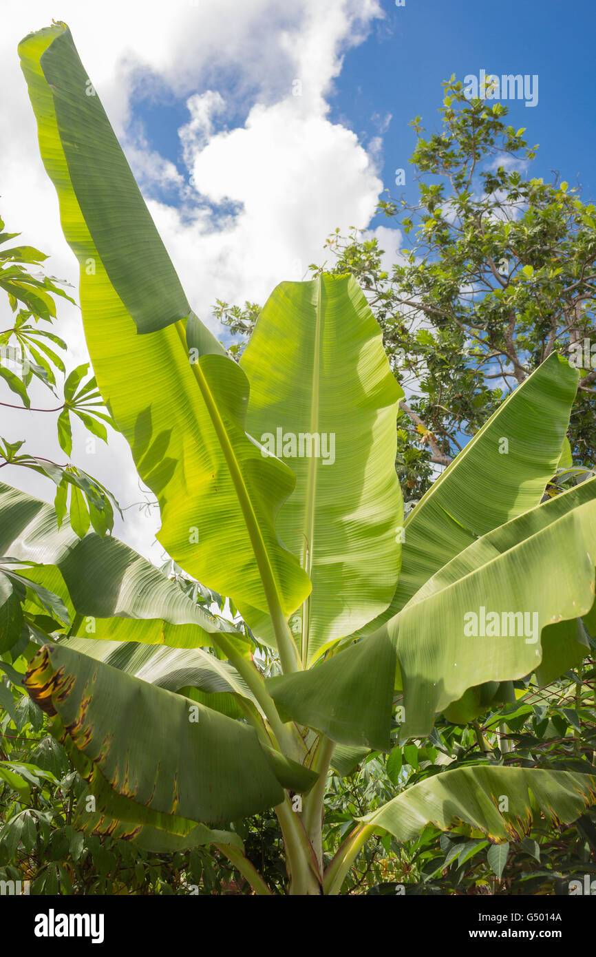 Tanzania, Zanzibar, Pemba Island, Banana Plant, Plantation of Bananas ...