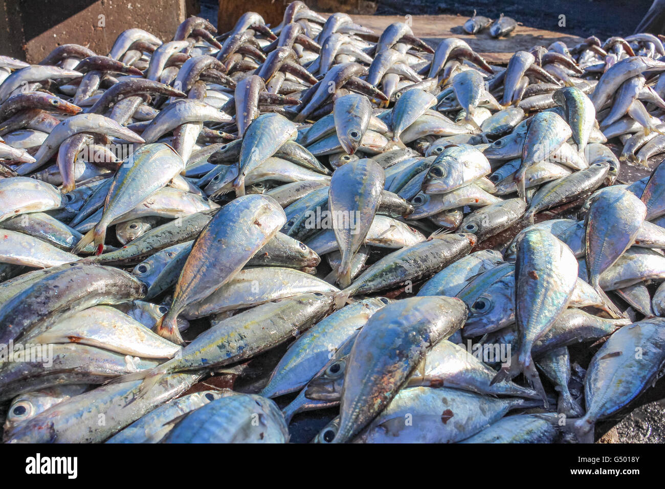 Zanzibar Variety High Resolution Stock Photography and Images - Alamy