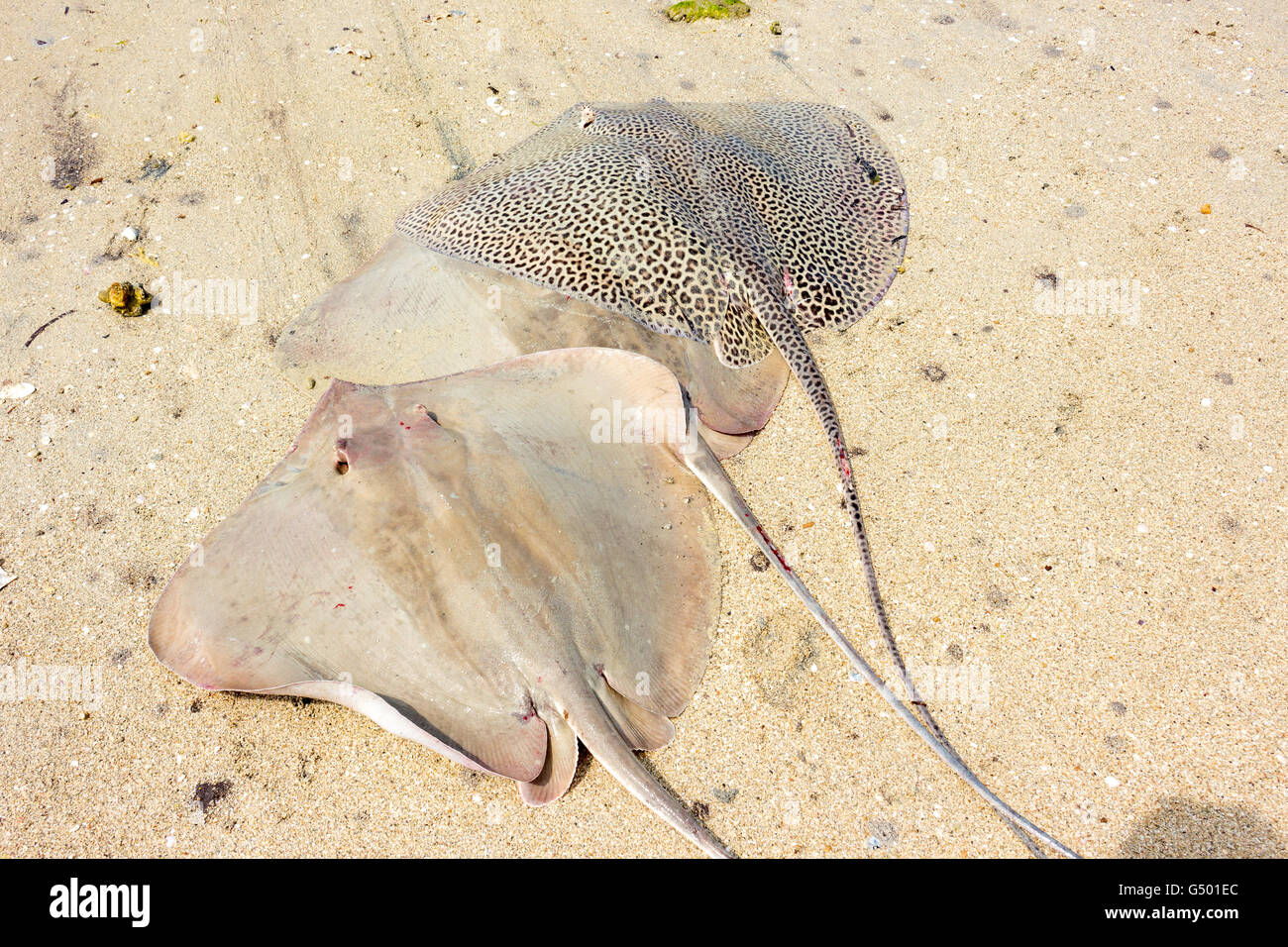 Tanzania, Zanzibar, Zanzibar City, Beach, Fisherman, Ray Fang Stock ...