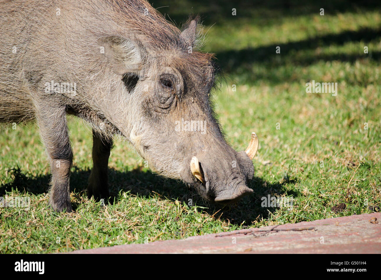 Namibia, Okapuka Ranch, Warthog enjoys sunshine Stock Photo - Alamy