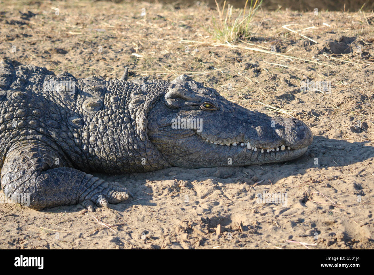 Namibia, Okapuka Ranch, Safari, Game Drive, close-up of an alligator ...