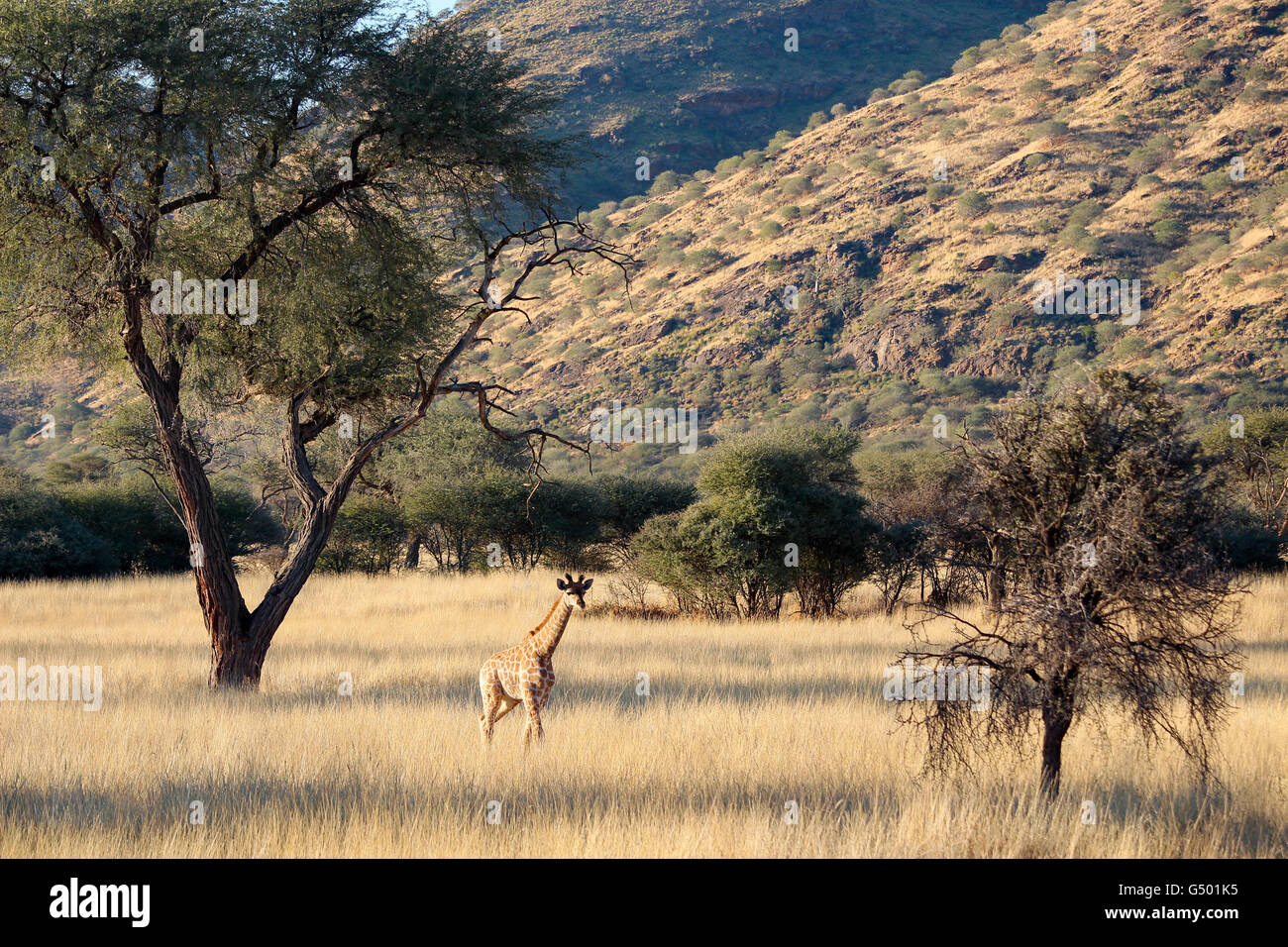 Namibia, Okapuka Ranch, safari, game drive, giraffe in front of ...