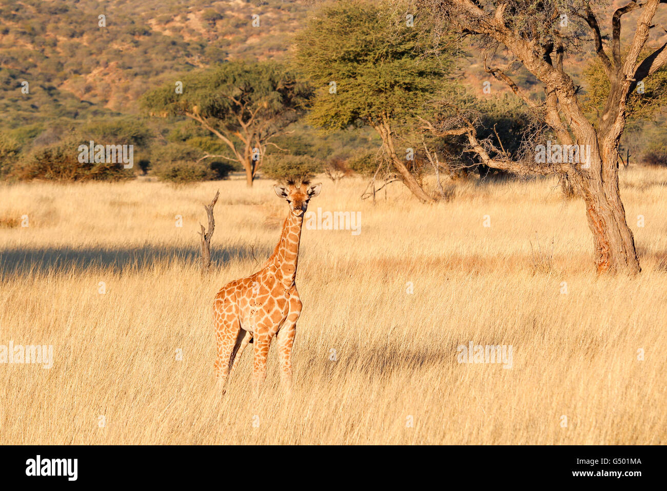 Namibia, Okapuka Ranch, Safari, Game Drive, Little Giraffe in Nature ...