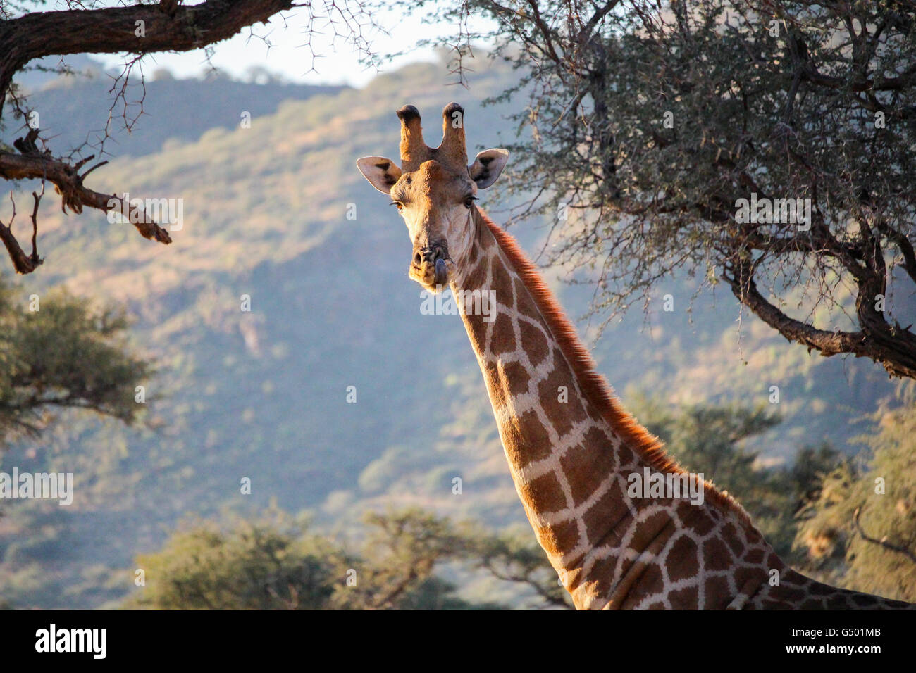 Namibia, Okapuka Ranch, Safari, Game Drive, Giraffe between tree tops ...