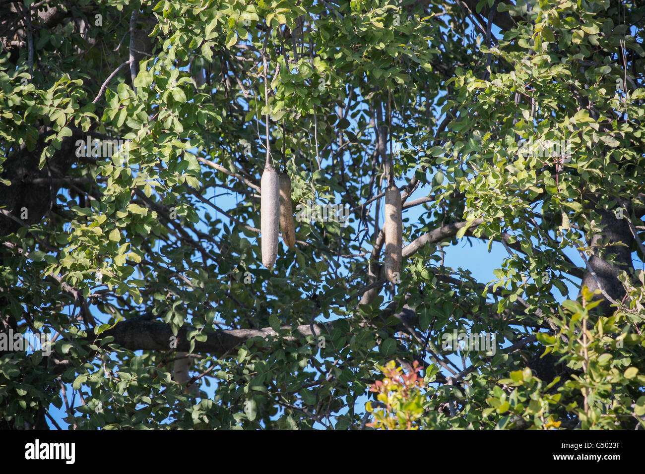 Blue sausage tree hi-res stock photography and images - Alamy