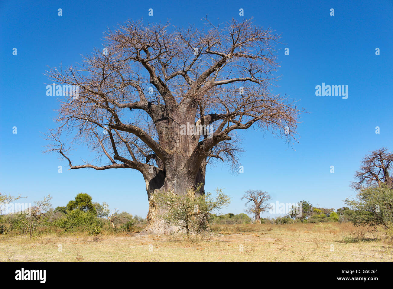Botswana, Okavango Delta, leafless mammoth tree in the savannah of ...