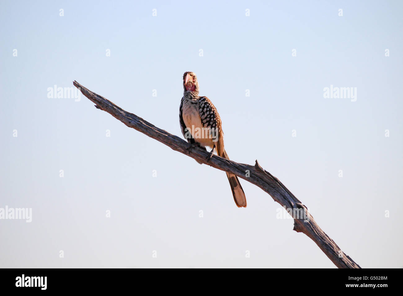 Botswana, Chobe National Park, Game Drive, Safari on the Chobe River ...