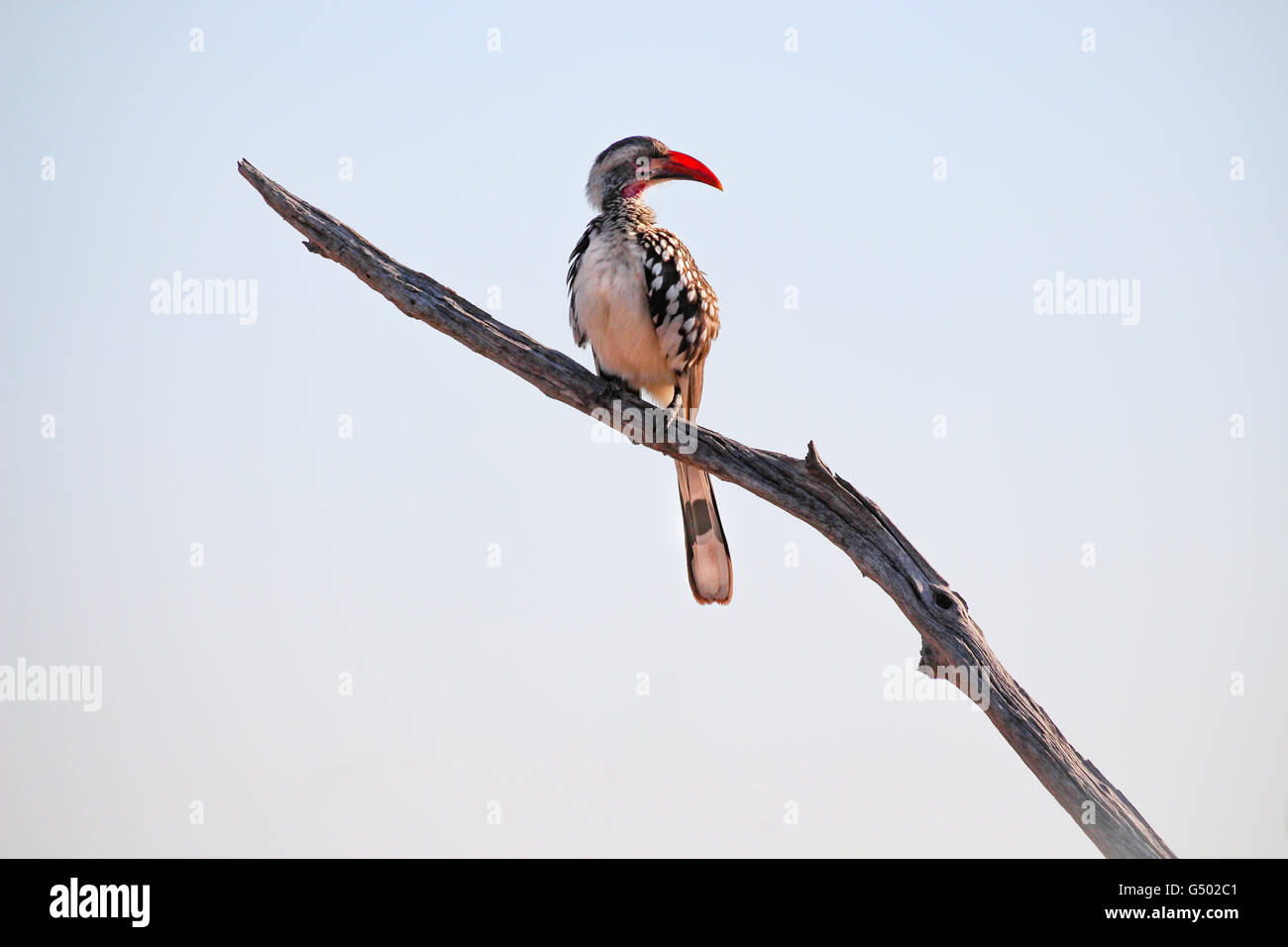 Botswana, Chobe National Park, Game Drive, Safari on the Chobe River ...