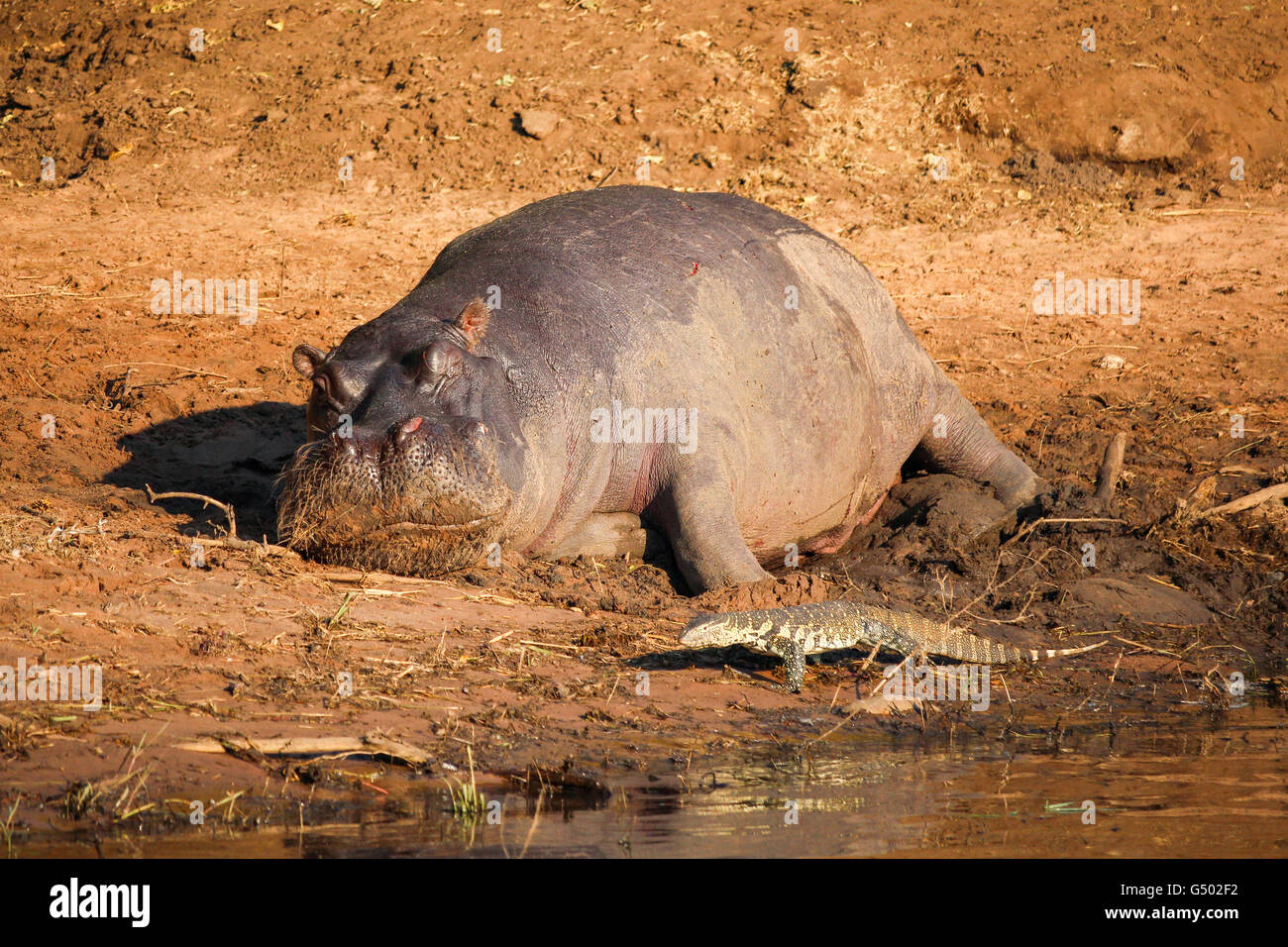 Botswana, Chobe National Park, Game Drive, Safari at the Chobe River ...