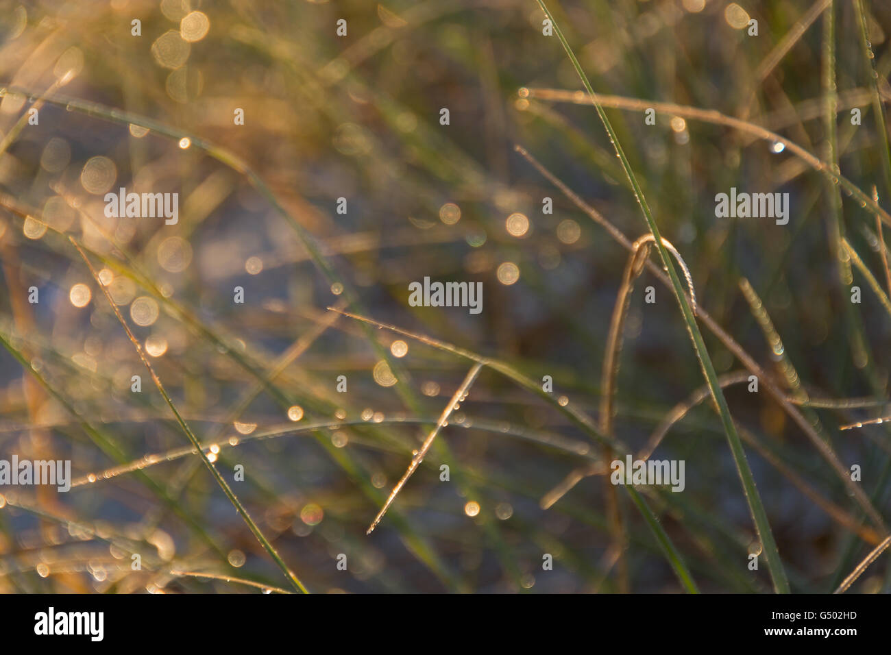 New Zealand, Northland, Ruakaka Beach, morning dew on the meadows at ...