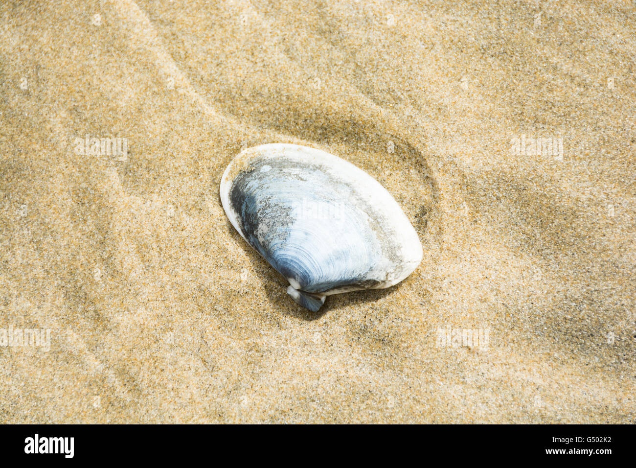 New Zealand, Northland, Baylys Beach, shell in the sand Stock Photo - Alamy