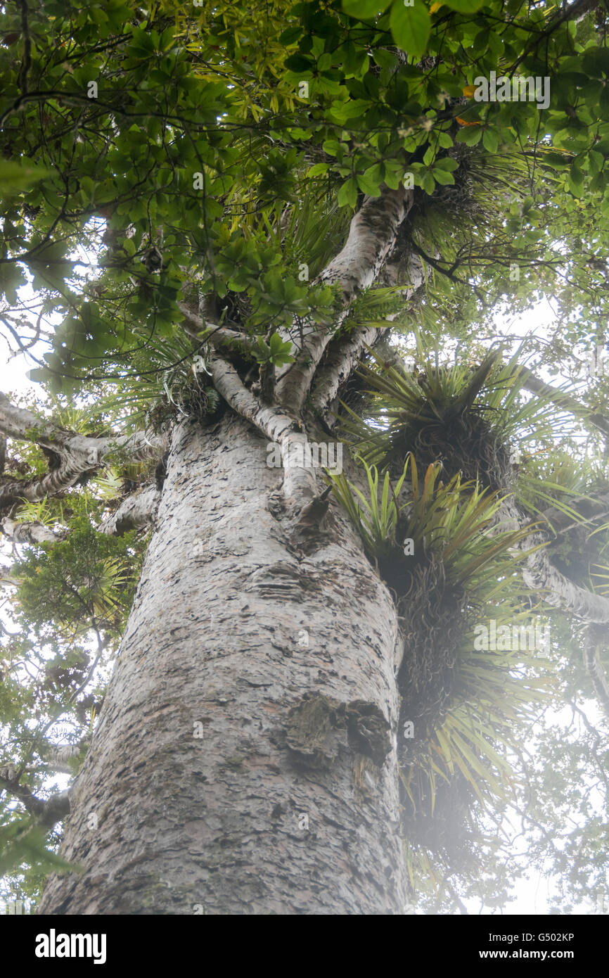 Kauri trees trounson kauri park hi-res stock photography and images - Alamy