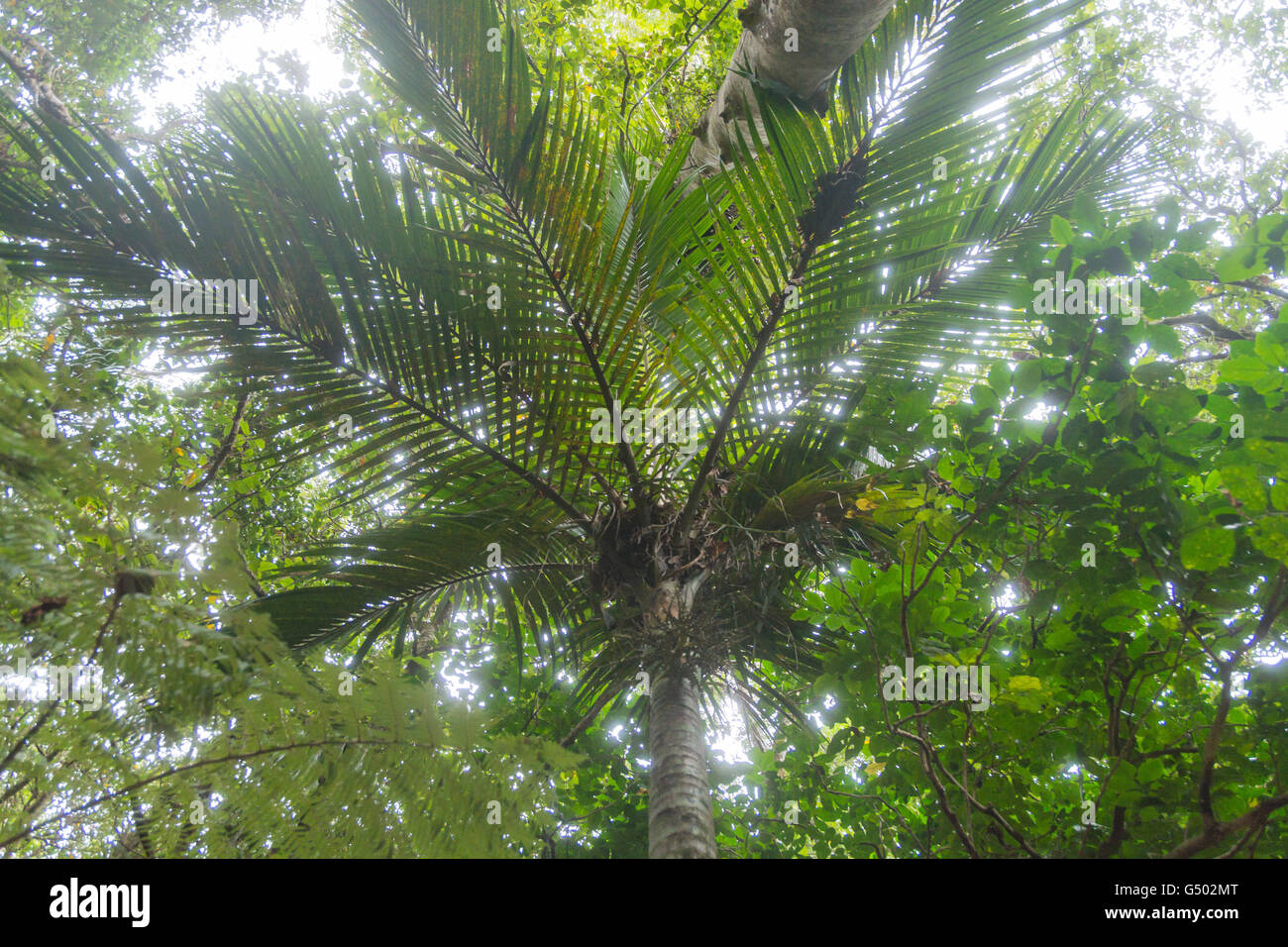 New Zealand, Northland, Kaihu, Trounson Kauri Park, tree farm in the ...
