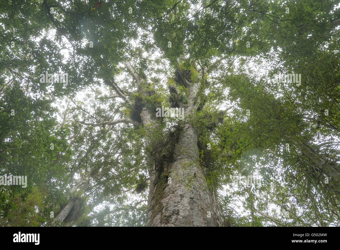Kauri trees trounson kauri park hi-res stock photography and images - Alamy