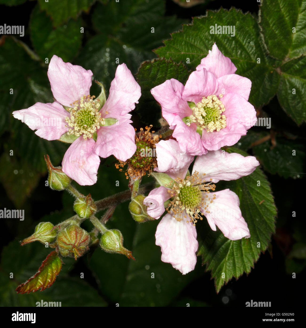 Primocane variety hi-res stock photography and images - Alamy