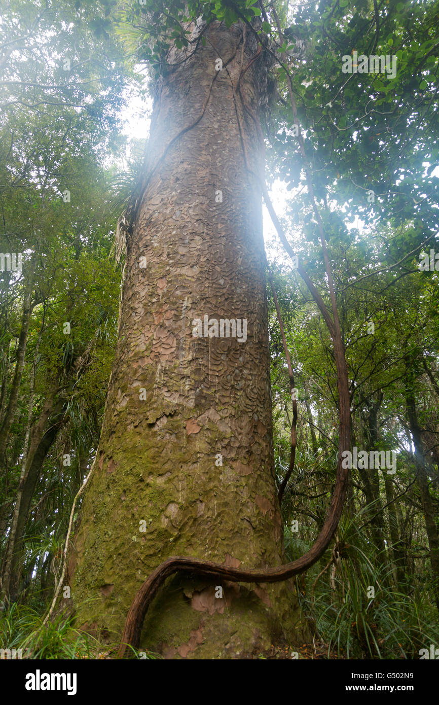 New Zealand, Northland, Kaihu, Trounson Kauri Park, huge tree in ...