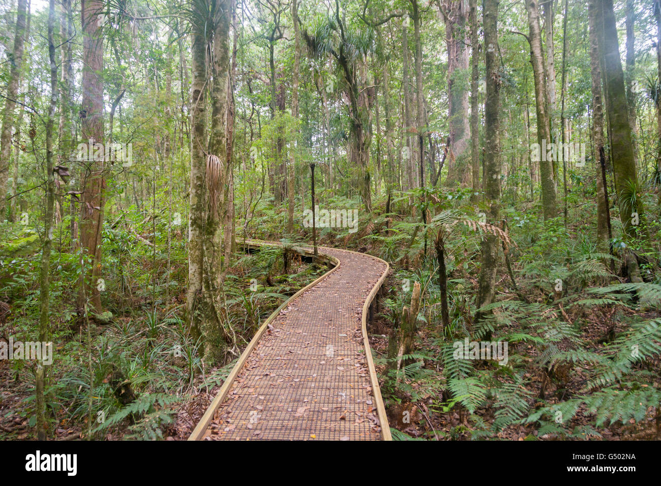 Trounson Kauri Park High Resolution Stock Photography and Images - Alamy