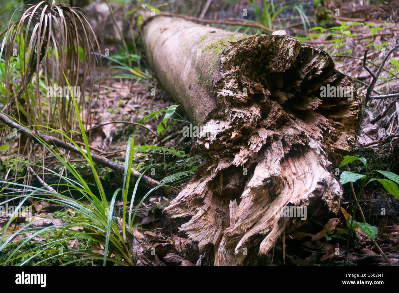 New Zealand, Northland, Kaihu, Trounson Kauri Park, Fallen Tree Trunk ...