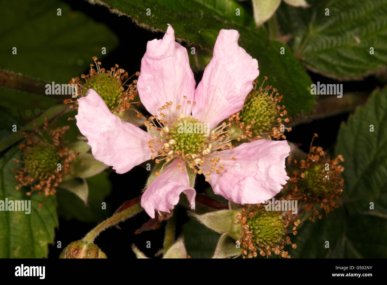 Garden variety of rubus hi-res stock photography and images - Alamy