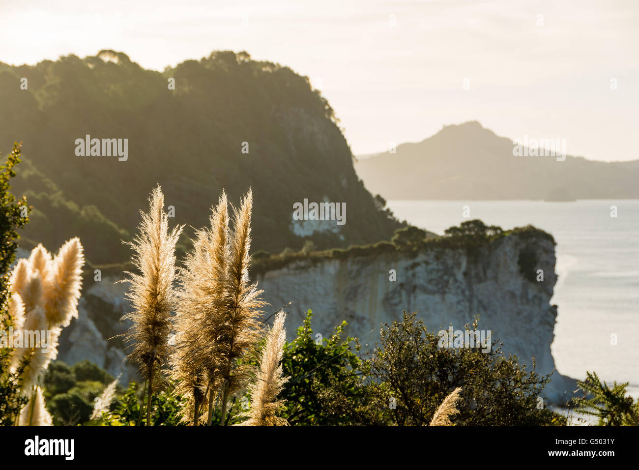 New Zealand, Waikato, Hahei, reeds on the coast of New Zealand in the ...