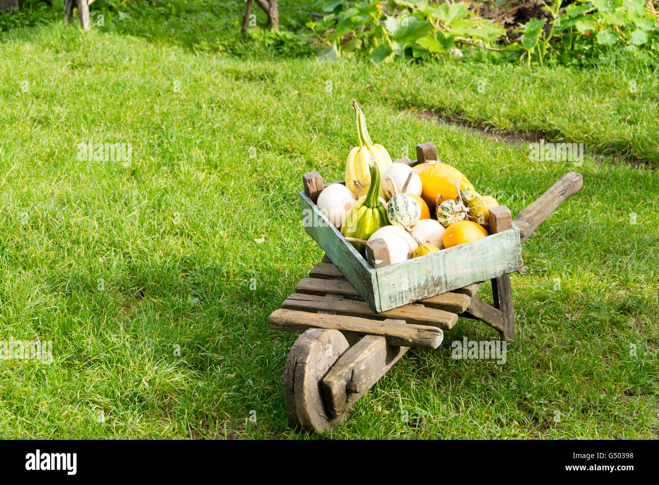 New Zealand, Waikato, Matamata, Wheelbarrow with pumpkins in Hobbiton ...