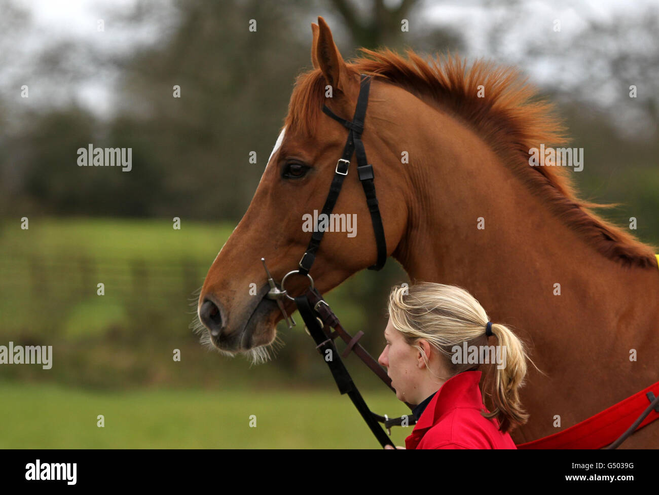 Horse Racing - David Pipe Stable Visit Stock Photo - Alamy