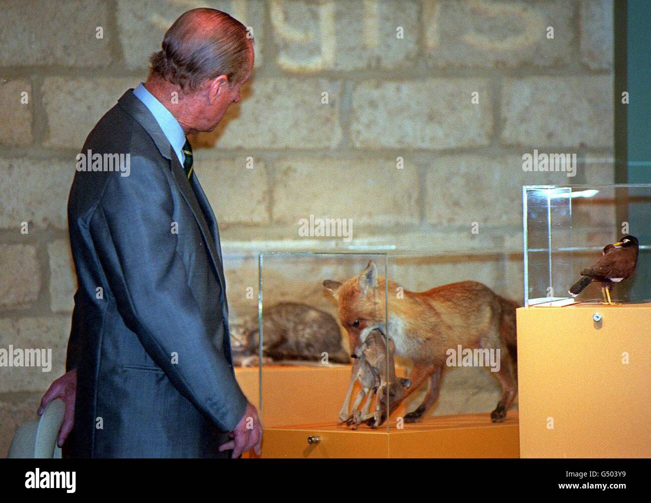 Prince Philip admires a stuffed fox with a young kangaroo in its mouth ...