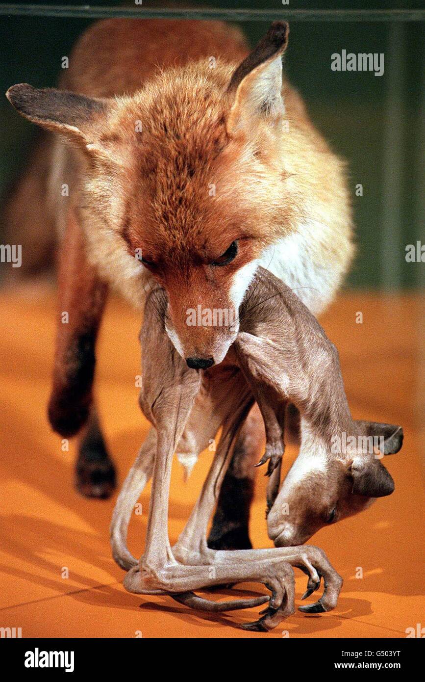 Philip fox hi-res stock photography and images - Alamy