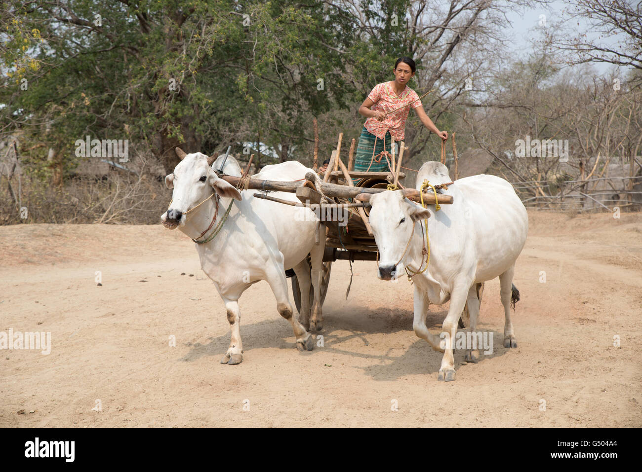 Driving ox cart hi-res stock photography and images - Alamy