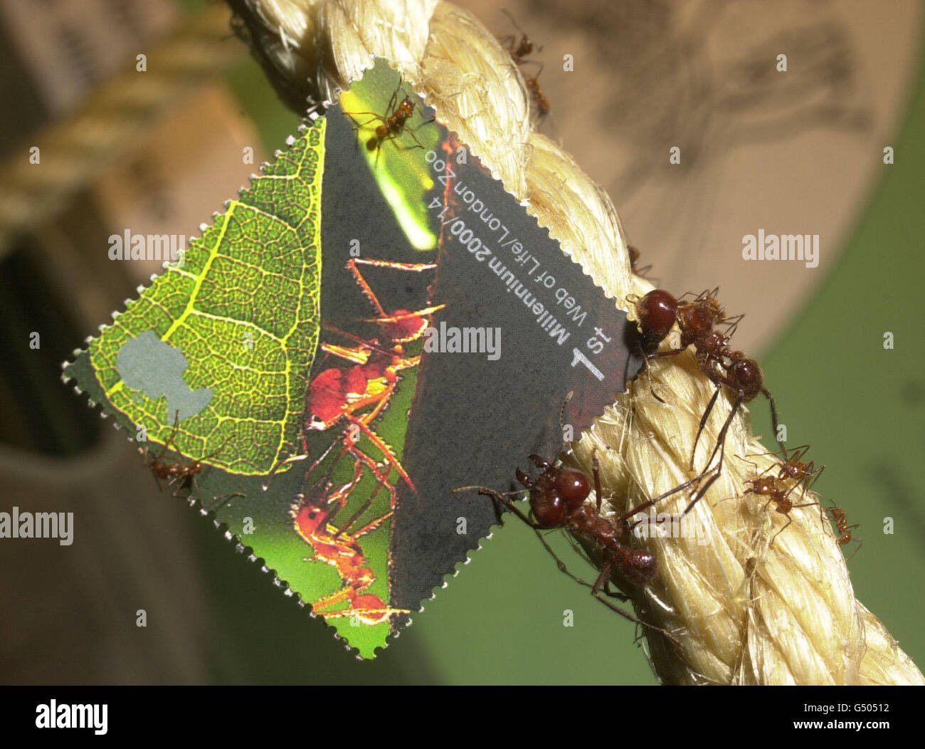 Leaf-cutter ant's and Soldier ant's, which feature on the Post office ...