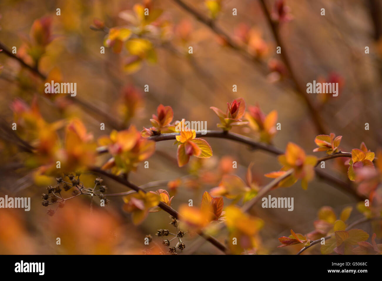 Spring garden plants defocused blurred bokeh background Stock Photo - Alamy