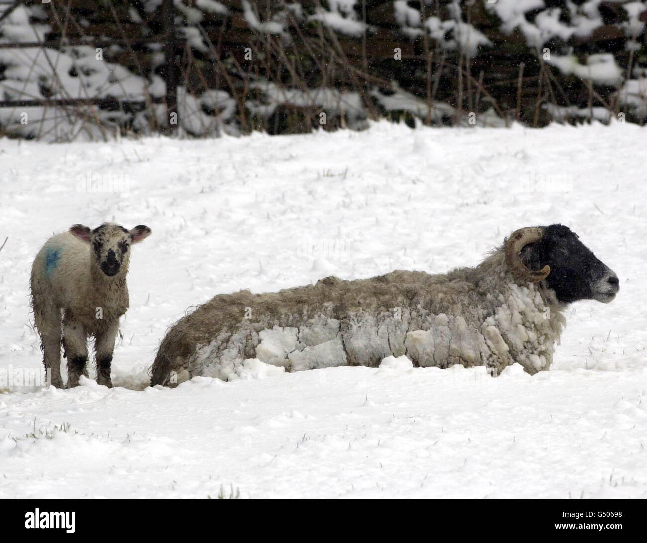 Snow Fall Lambs Stock Photo - Alamy