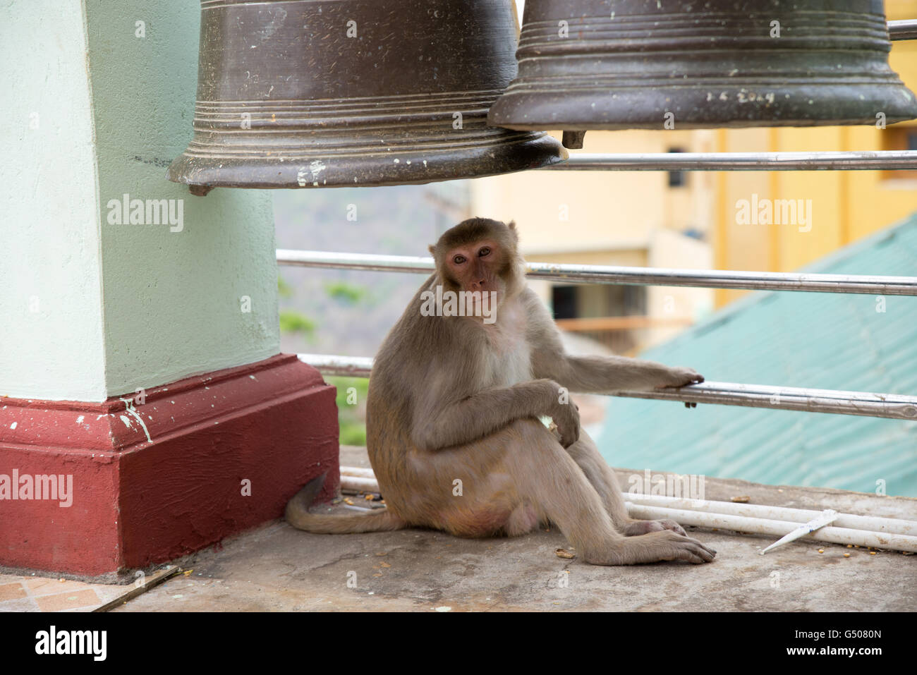 Mount popa monkey hi-res stock photography and images - Alamy